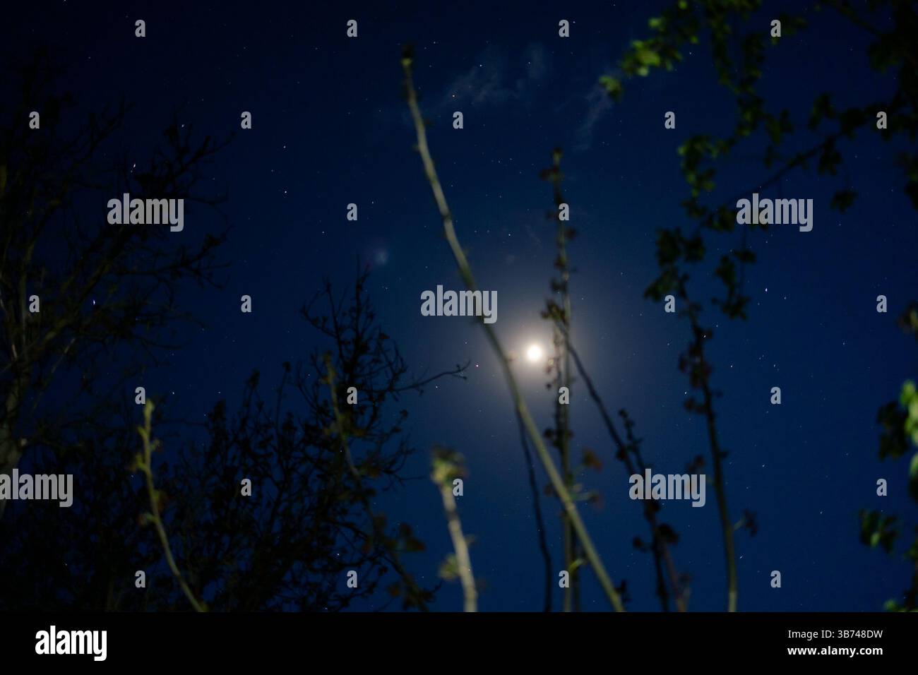 Illuminated moon among trees hi-res stock photography and images - Alamy