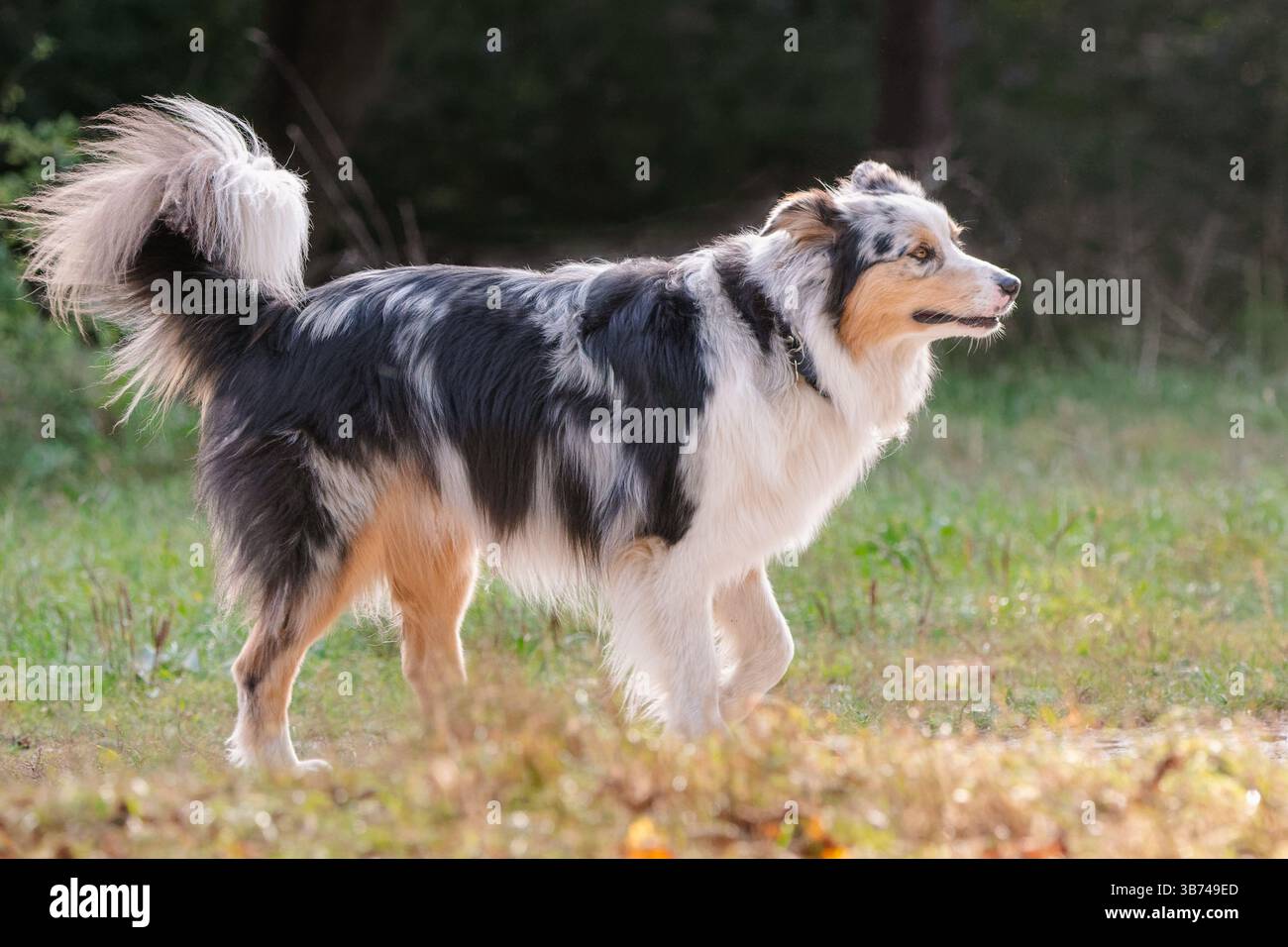Beautiful tri-colored Australian Shepherd stands alert in a grassy ...