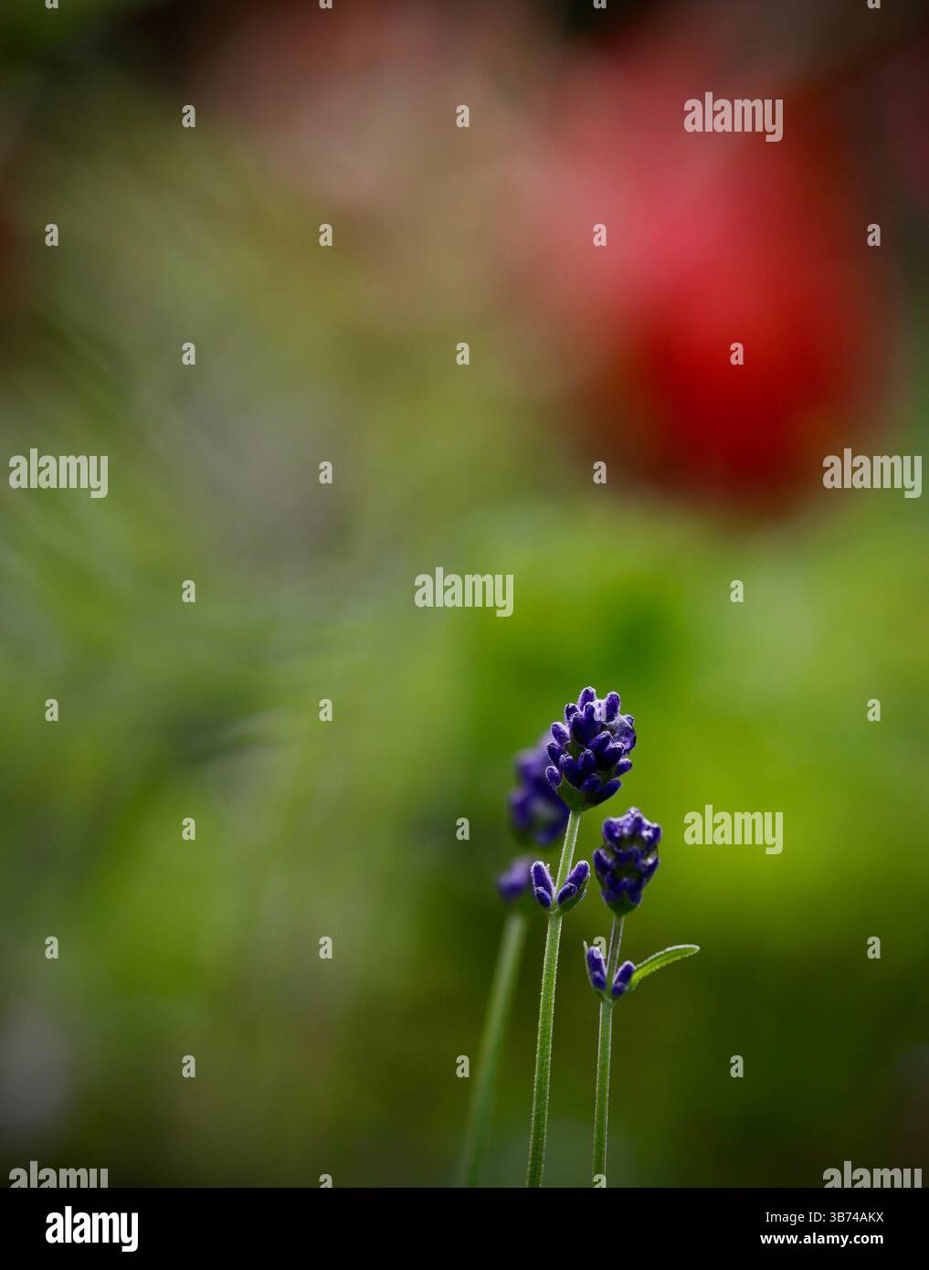 Lavender augustifolia Essence Purple Stock Photo - Alamy