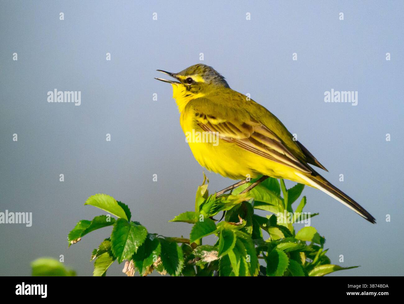 Reitwein, Germany. 02nd May, 2025. A yellow wagtail (Motacilla flava ...