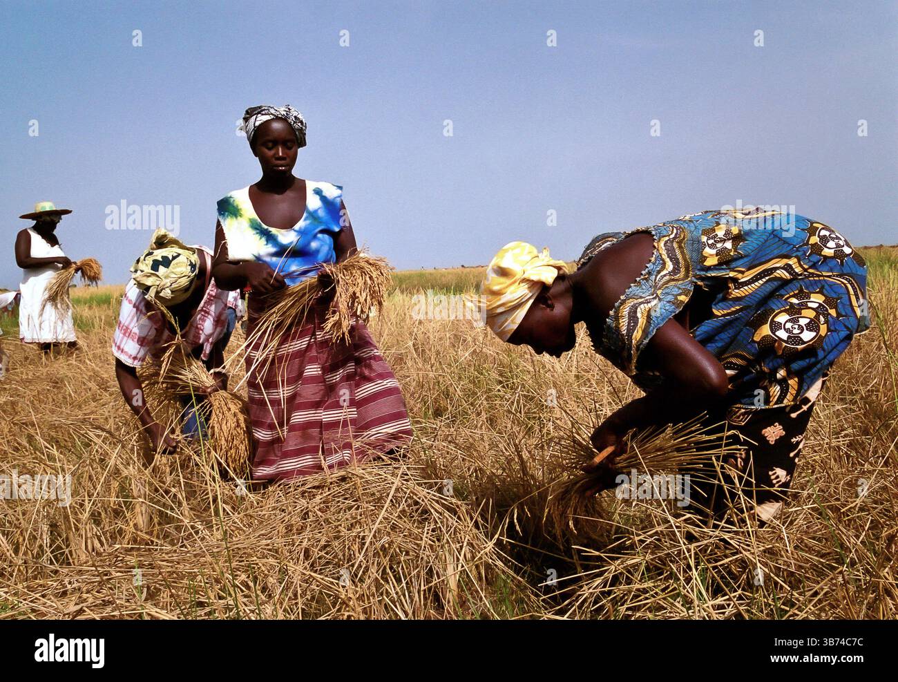 Senegal, Casamance, Oussouye: african women at work during the rice ...