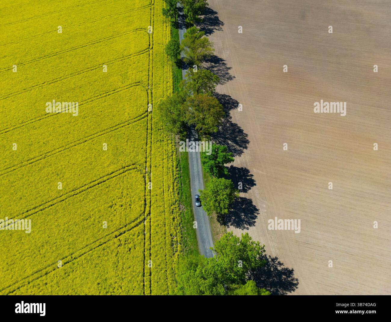 01 May 2025, Brandenburg, Görzig: An avenue of old oak trees runs along ...