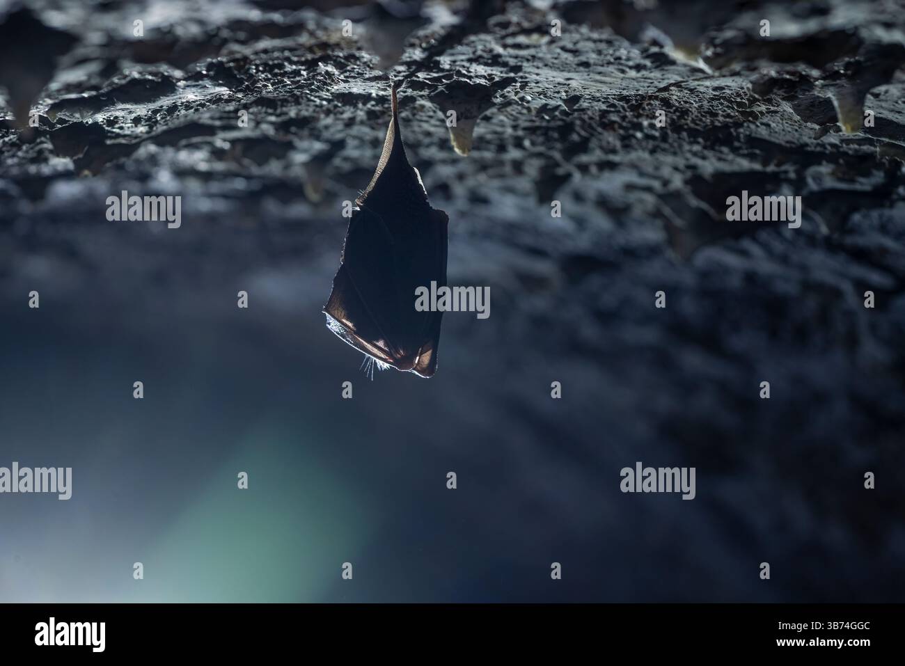 Close up take of small sleeping lesser horseshoe bat (Rhinolophus ...