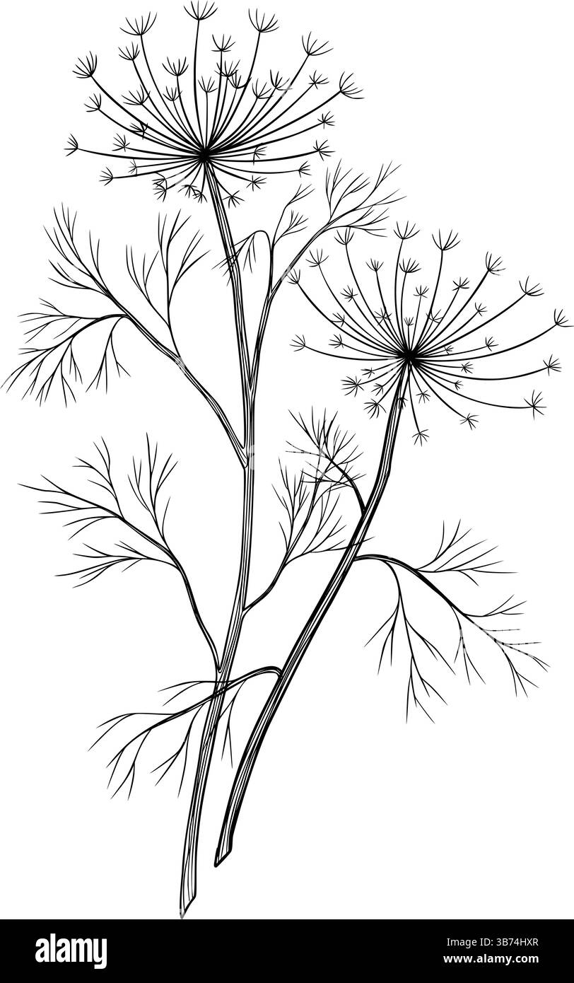 Vector illustration of a Dill branch in linear style. Botanical outline ...