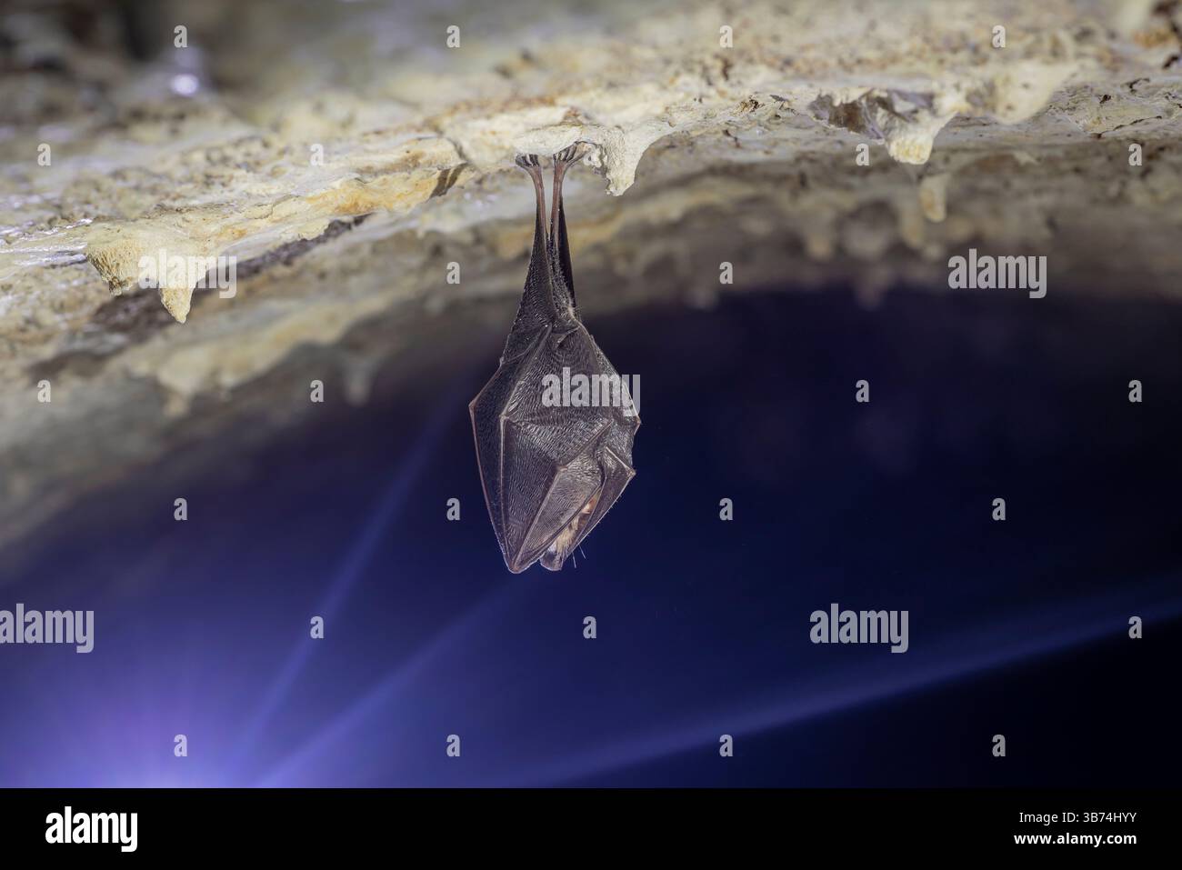 Close up take of small sleeping lesser horseshoe bat (Rhinolophus ...