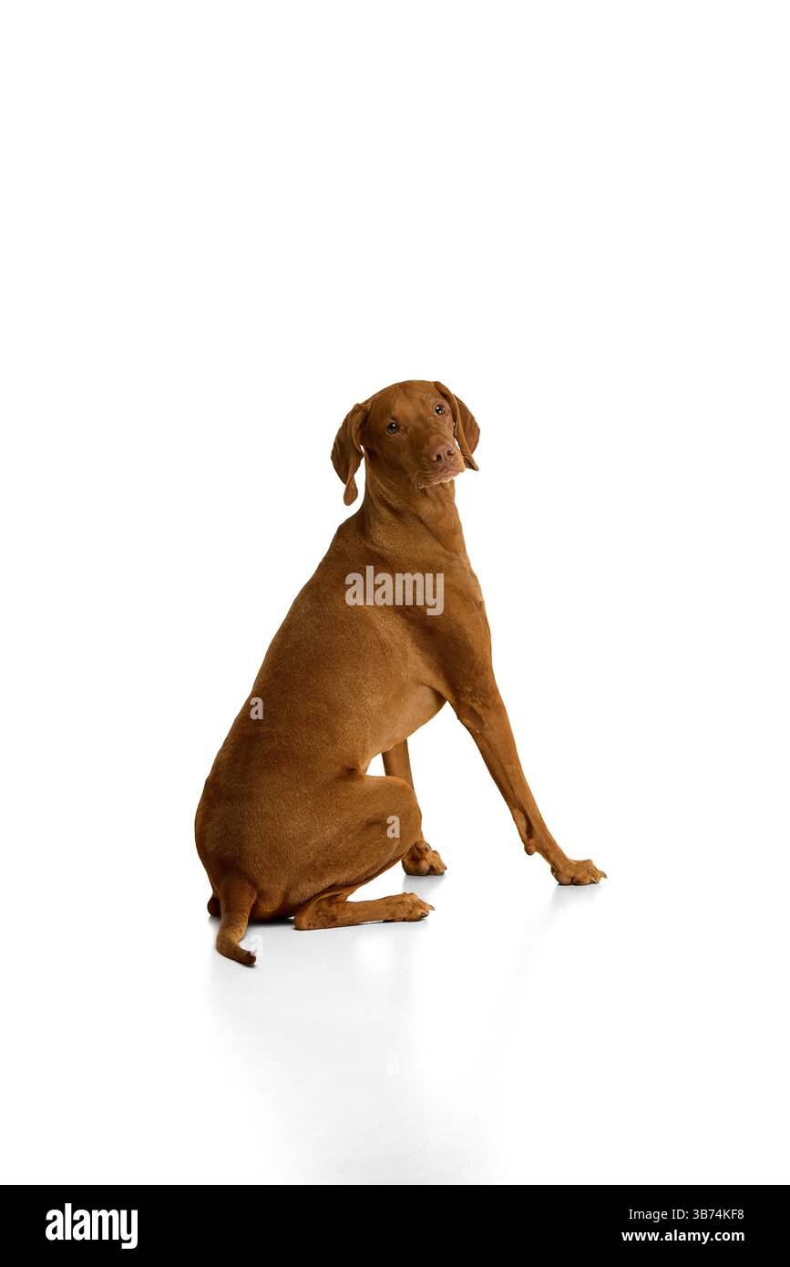 Calm Hungarian Vizsla sitting sideways with head turned and soft gaze ...
