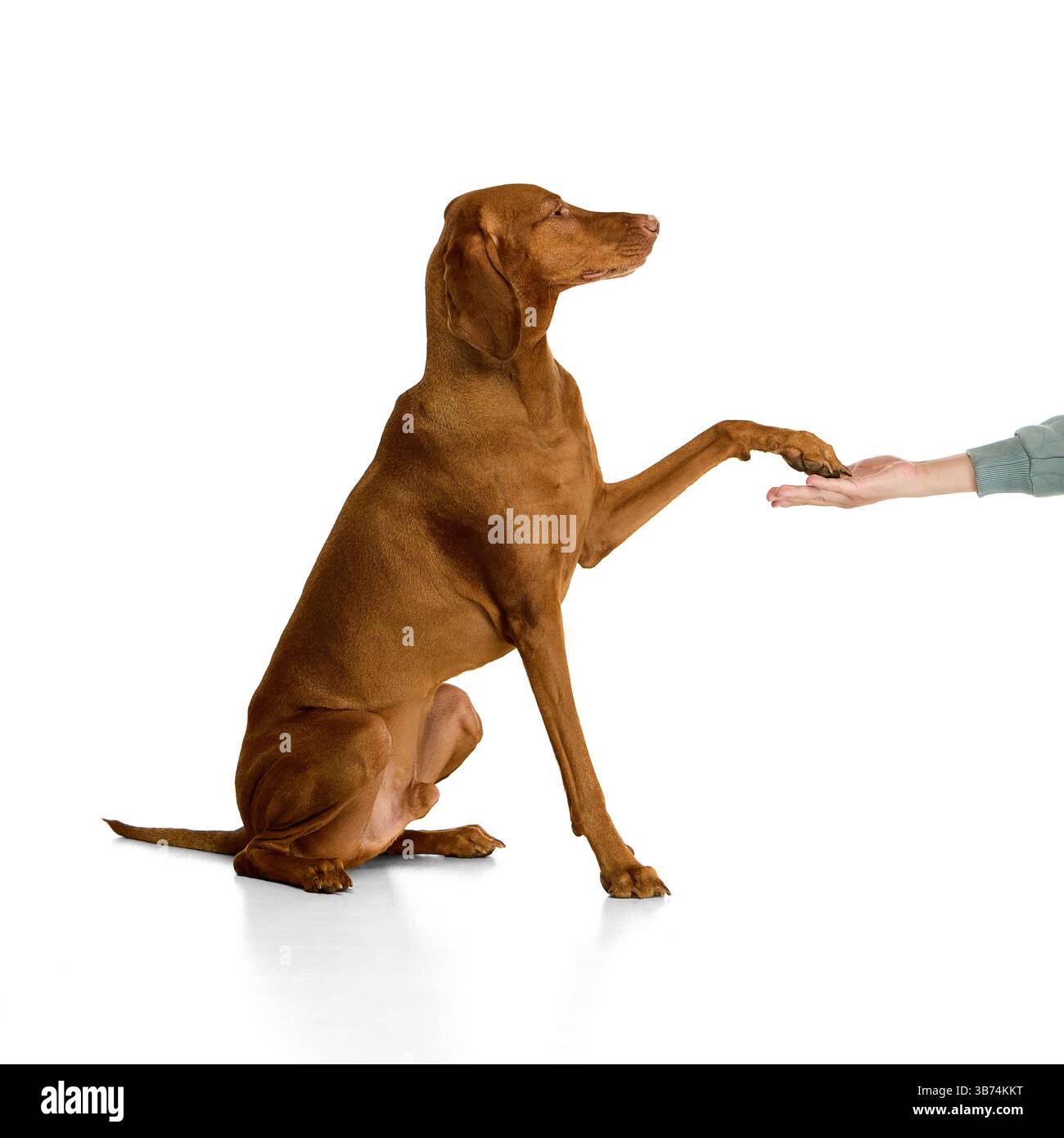 Obedient Hungarian Vizsla giving paw to human hand with calm trusting ...
