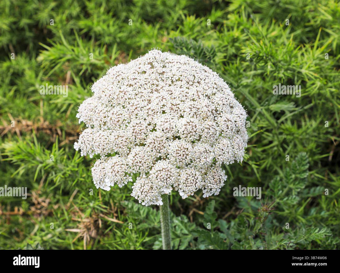 A wild carrot (Daucus carota) flower head, England, UK Stock Photo - Alamy
