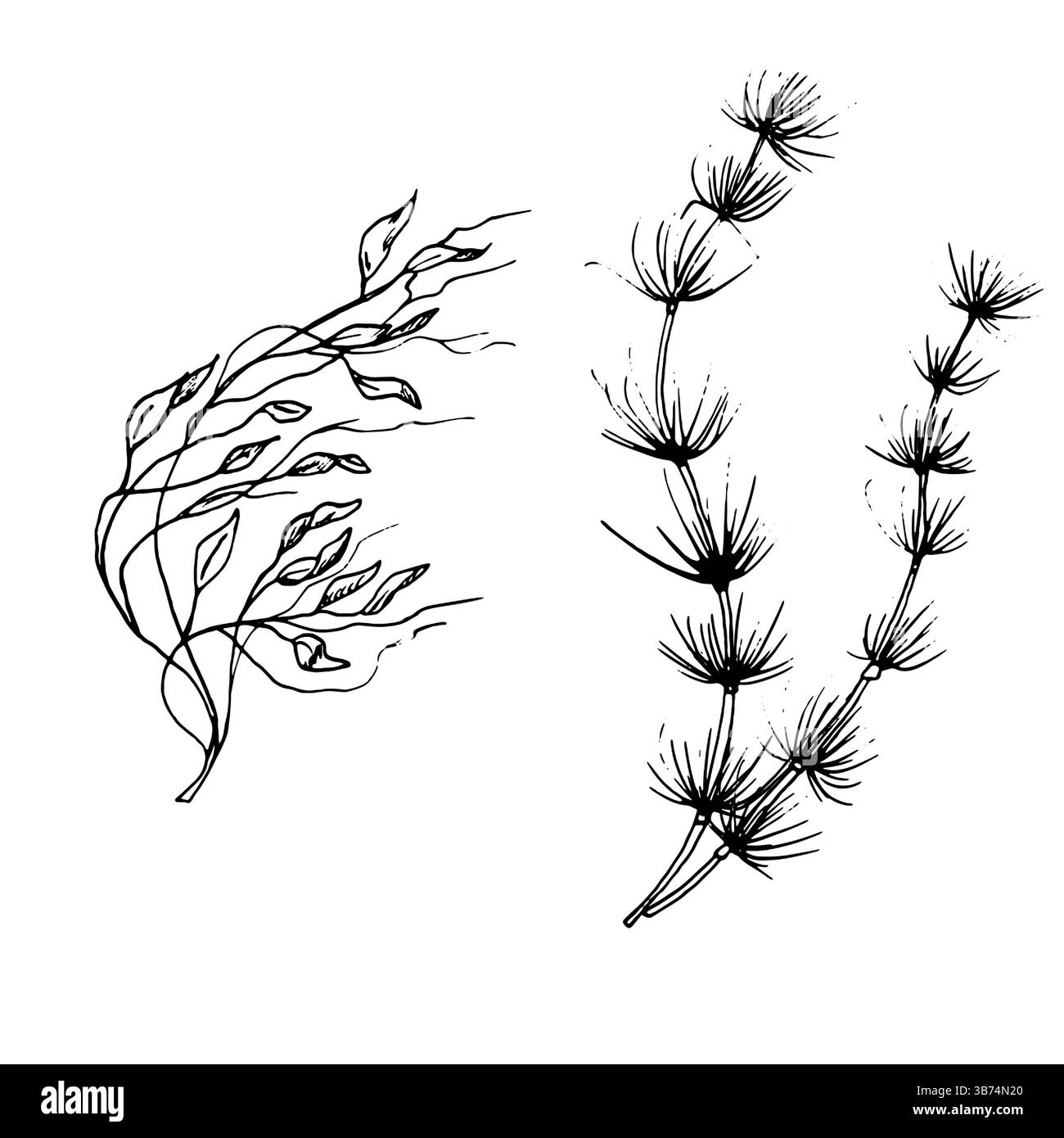 Green grass kelp on seabed Black and White Stock Photos & Images - Alamy