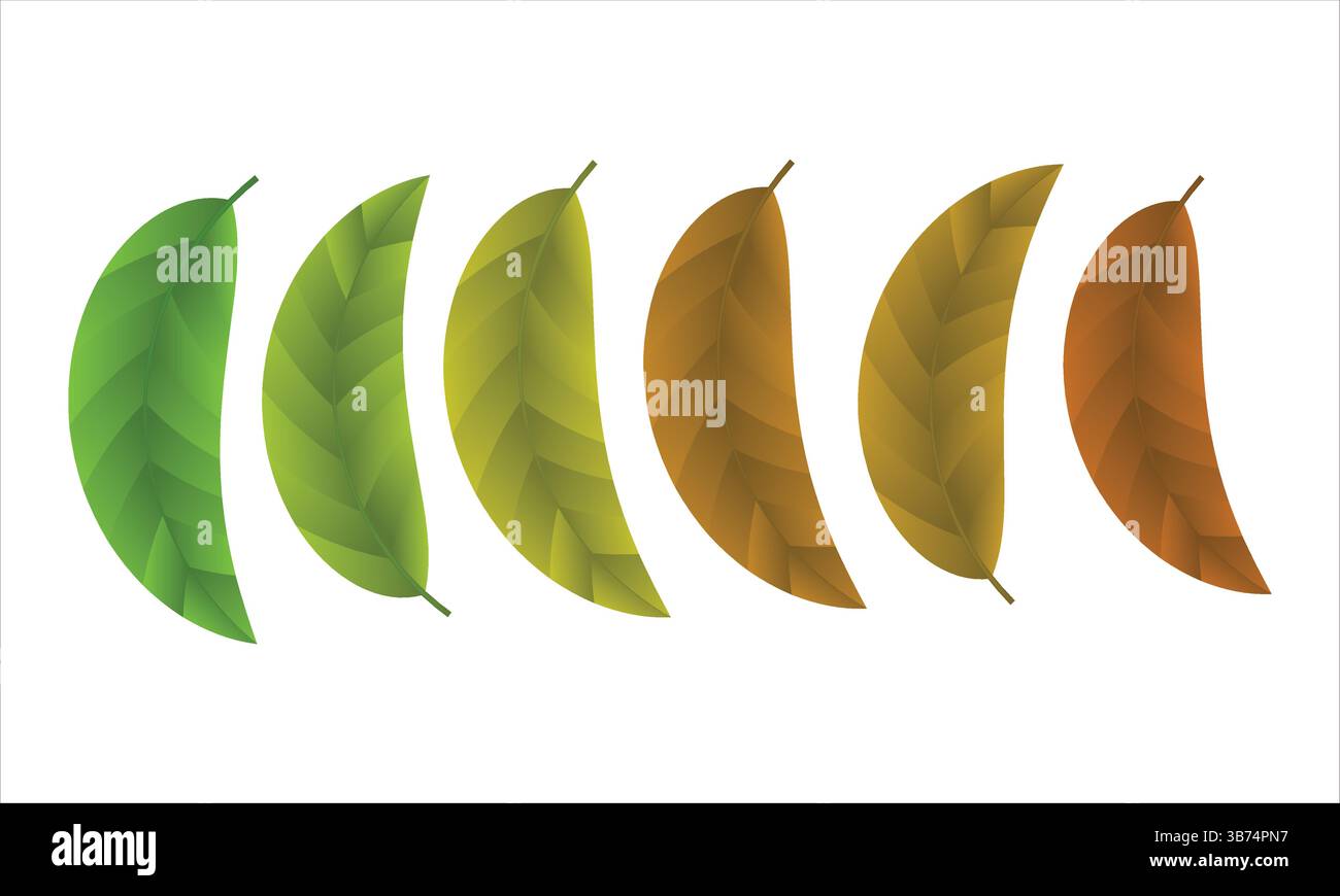 Natural progression Stock Vector Images - Alamy