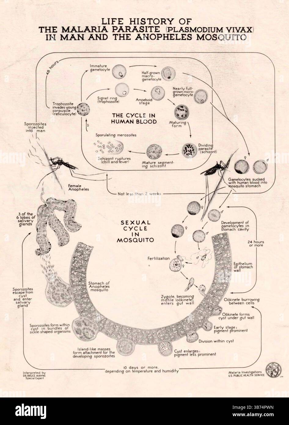 Life History of the Malaria Parasite (Plasmodium Vivax) in man and the ...