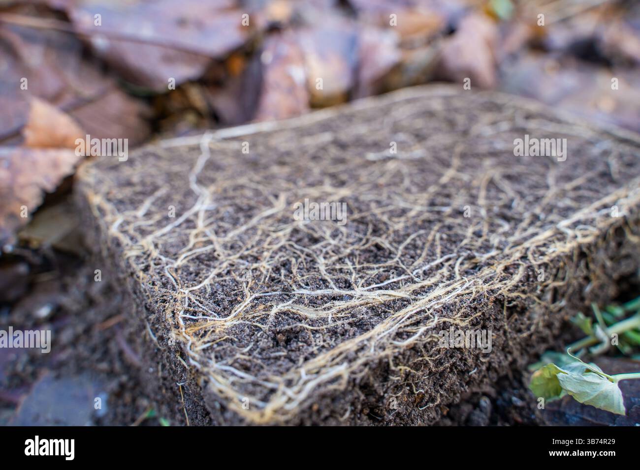 Thin white roots penetrated the soil Stock Photo - Alamy