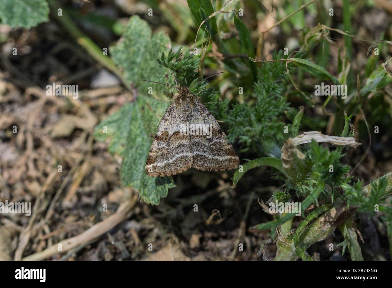 Fixa hi-res stock photography and images - Alamy