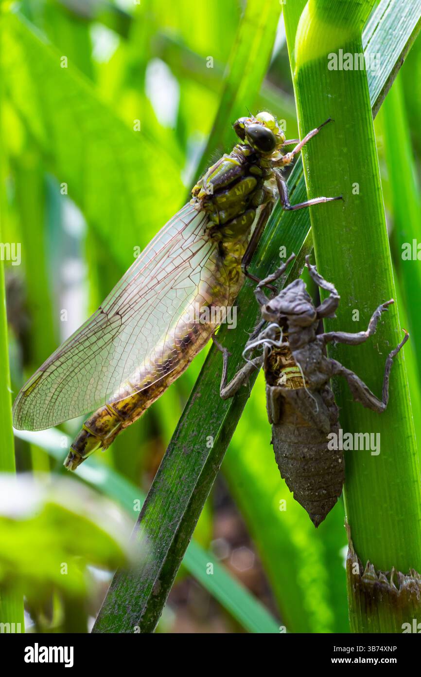 Larval dragonfly grey shell. Nymphal exuvia of Gomphus vulgatissimus ...