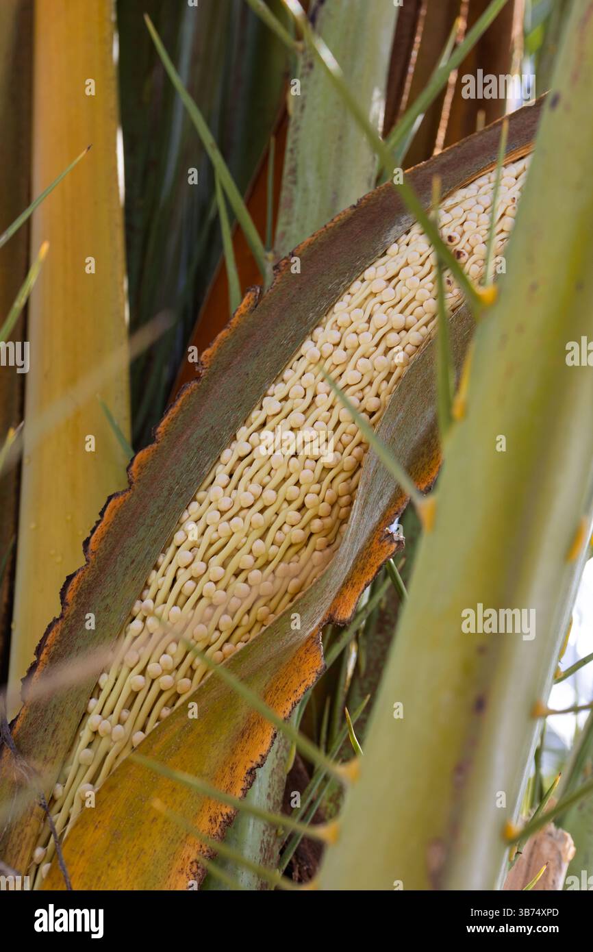 Dates female pollination hi-res stock photography and images - Alamy