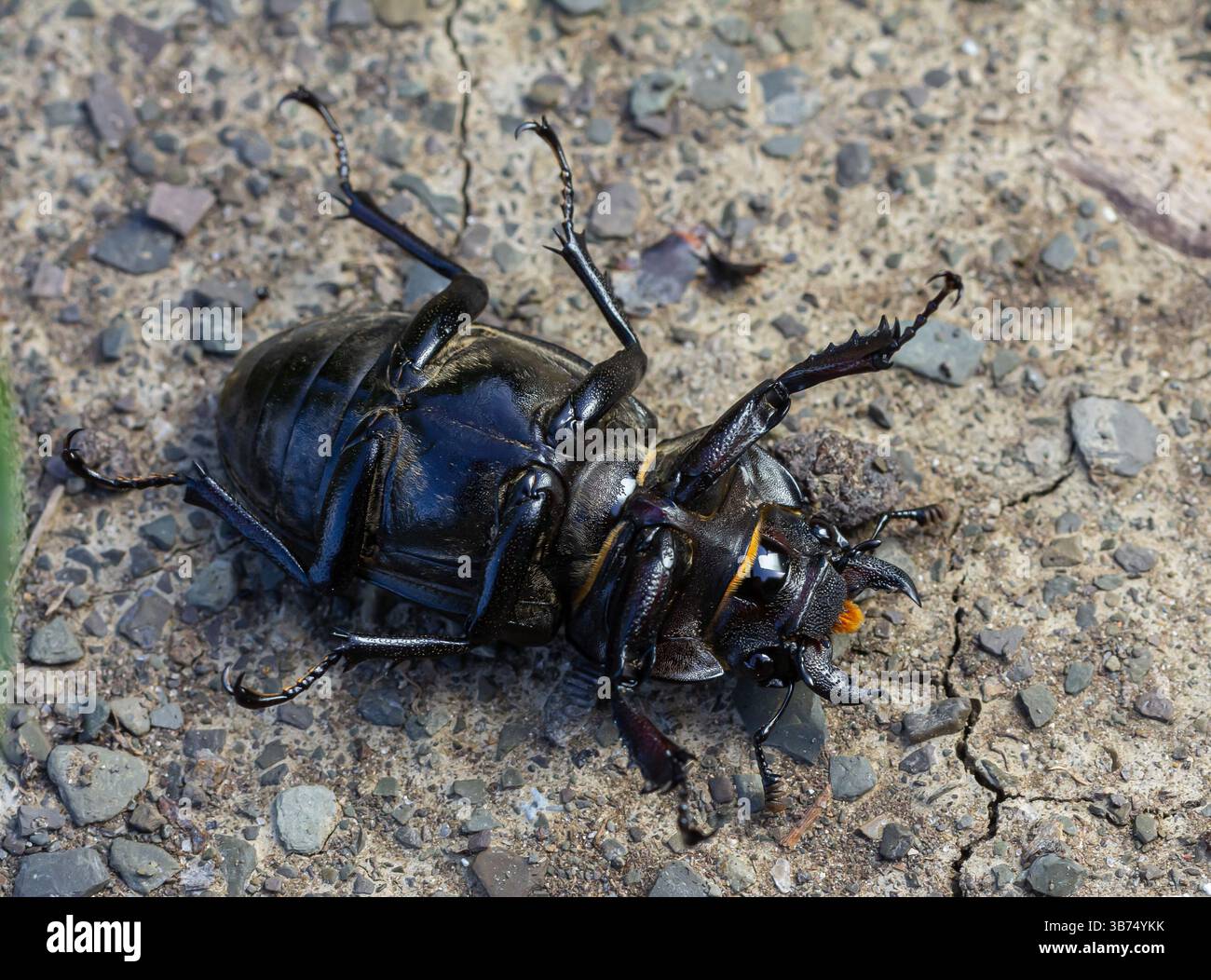 A large black beetle is positioned on a gravel surface, showcasing its ...
