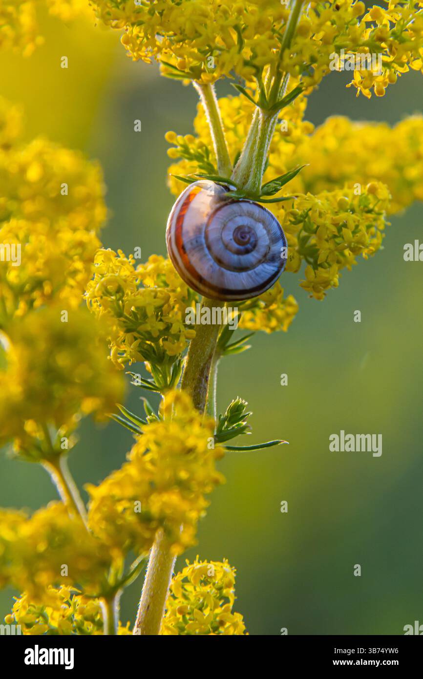 Heath snail Helicella itala banded form, a species of medium-sized, air ...