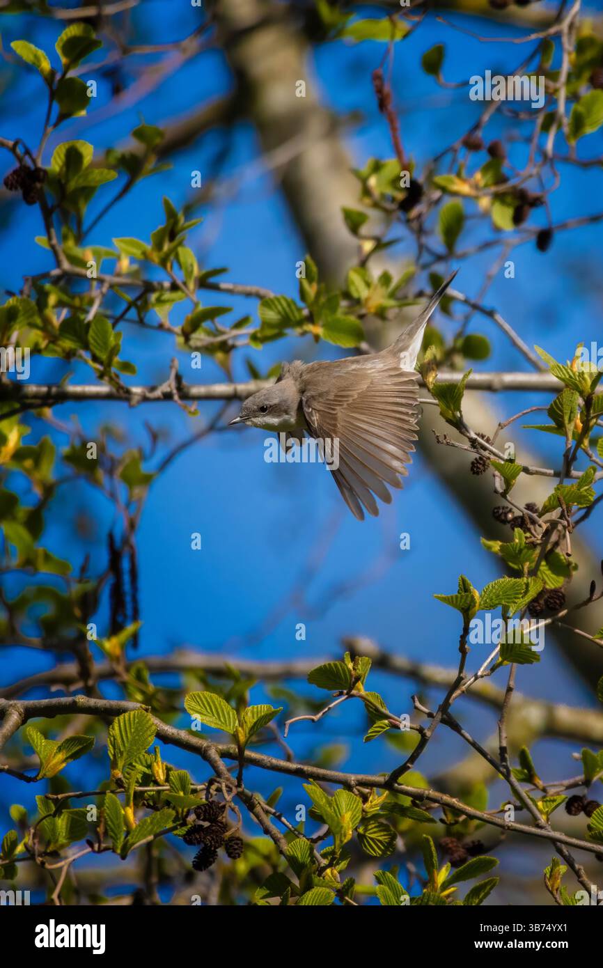 Lesser whitethroat, Sylvia curruca. Little songbird. Close-up, bird ...