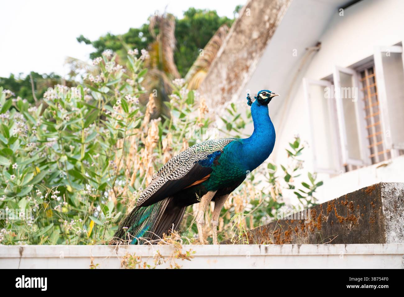 Blue peacock or peafowl bird in a tropical garden in South India, male ...