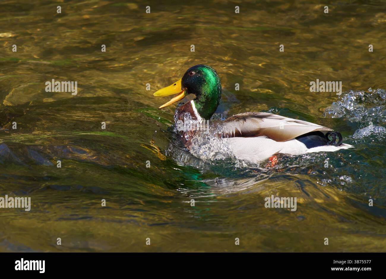 Male Mallard duck (Anas platyrhynchos) with open beak swimming in a ...
