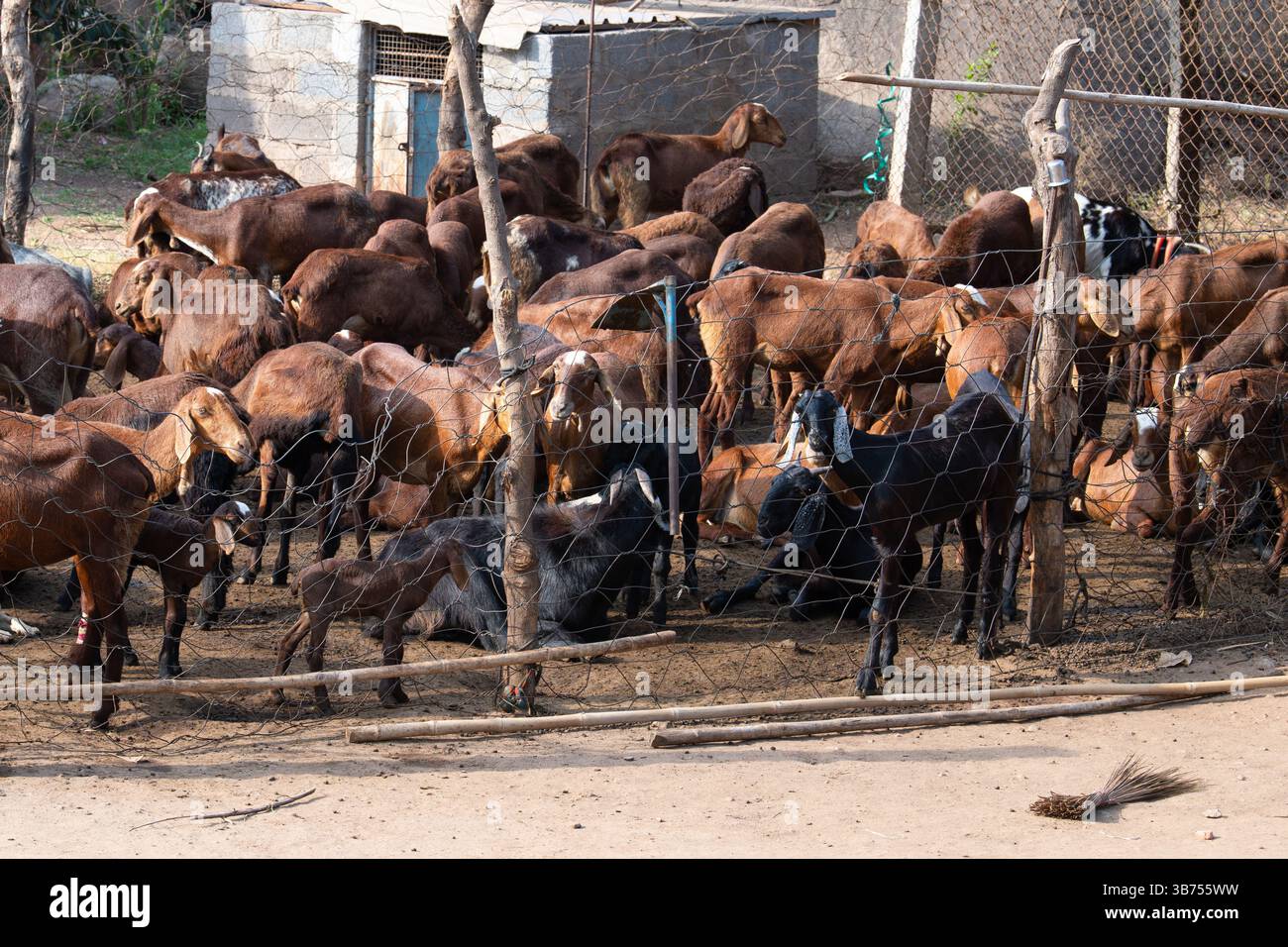 Herd of goats on a farm in India, livestock breeding in a traditional ...