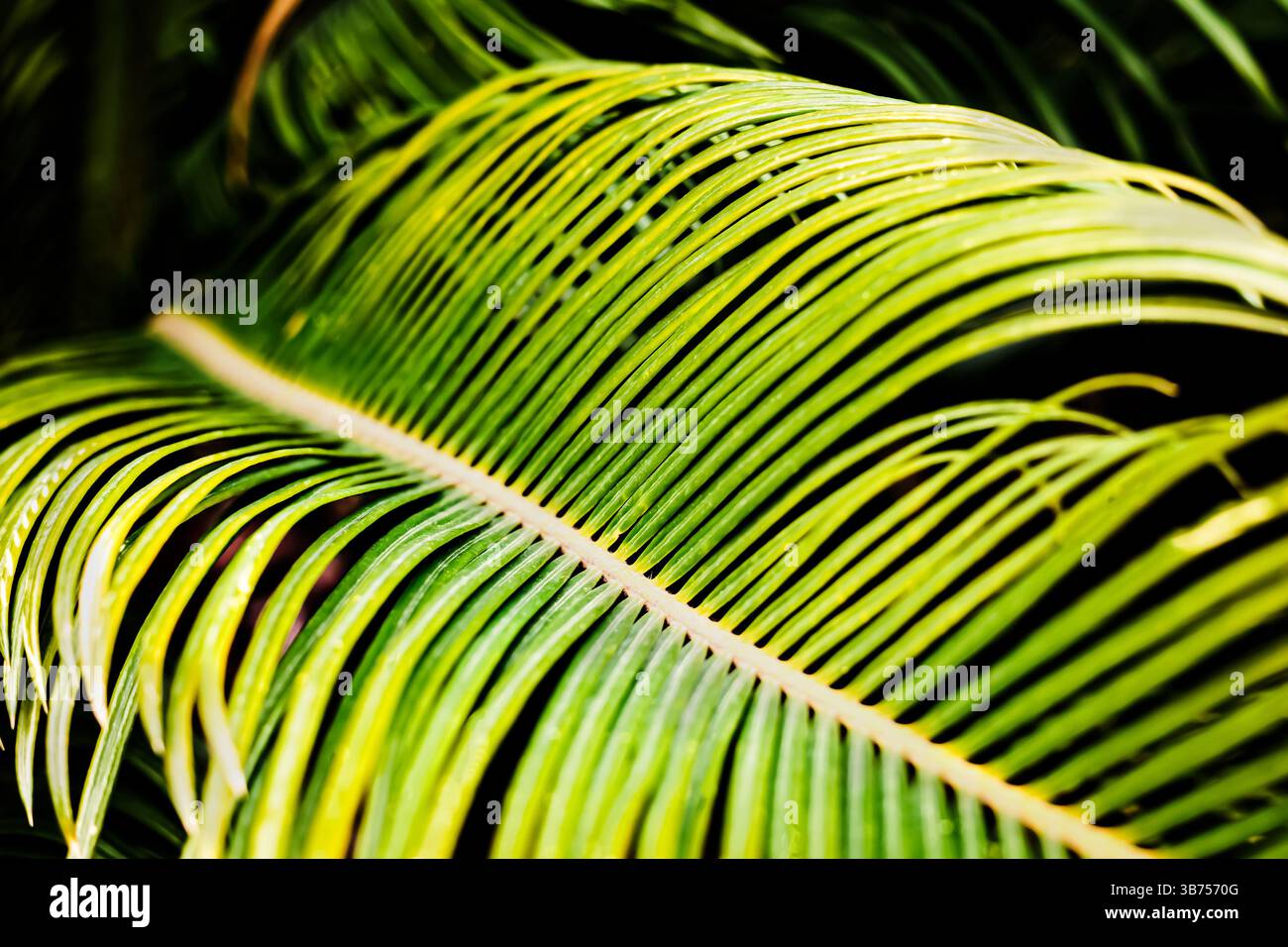 Showcasing lush curves hi-res stock photography and images - Alamy