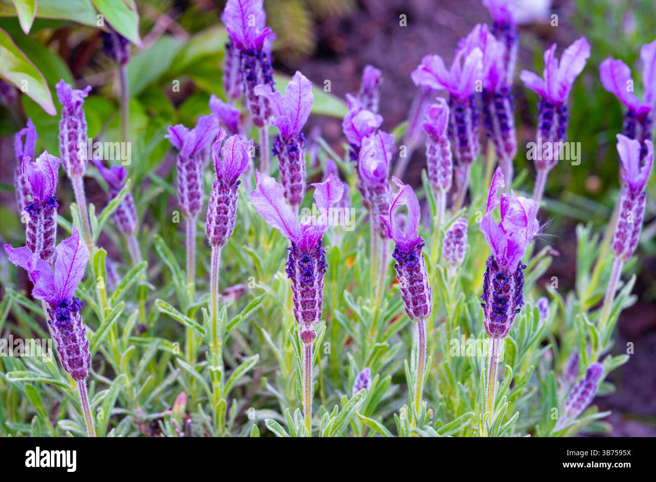 Beautiful purple flowers of Lavandula stoechas, known as the Spanish ...