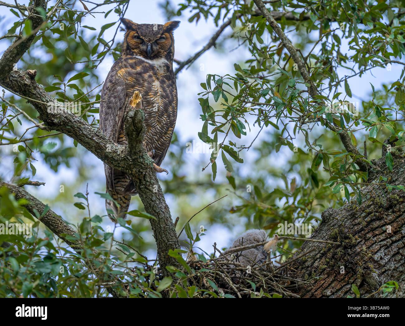 Adult great horned owl guards the owlets' nest on a tree branch in ...