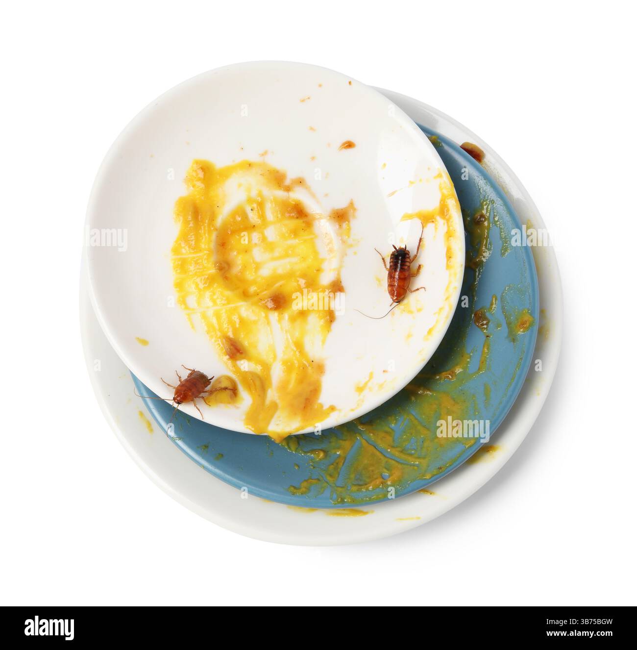 Cockroaches crawling on dirty dishes against white background, top view ...