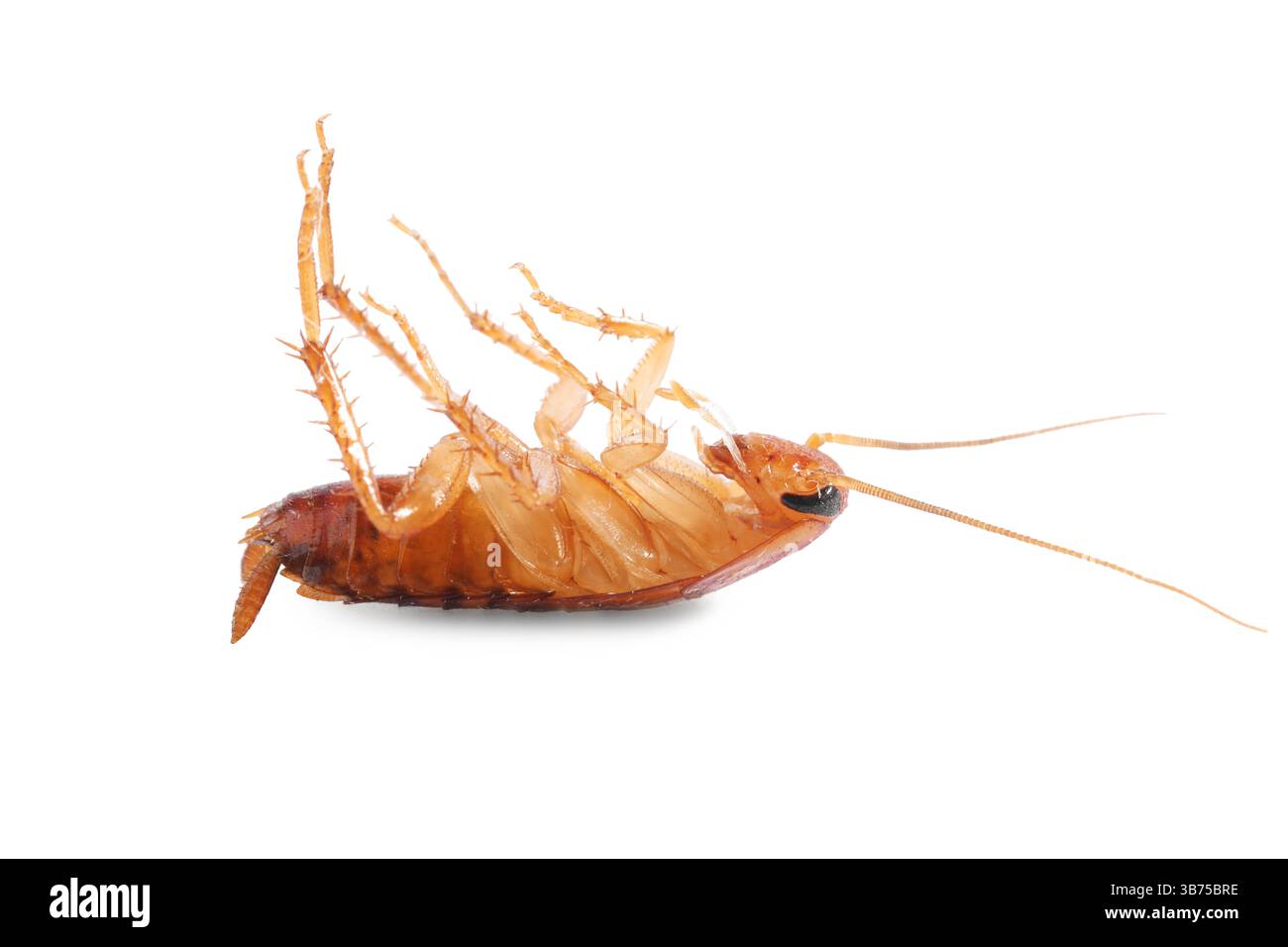 One cockroach on white background. Pest control Stock Photo - Alamy