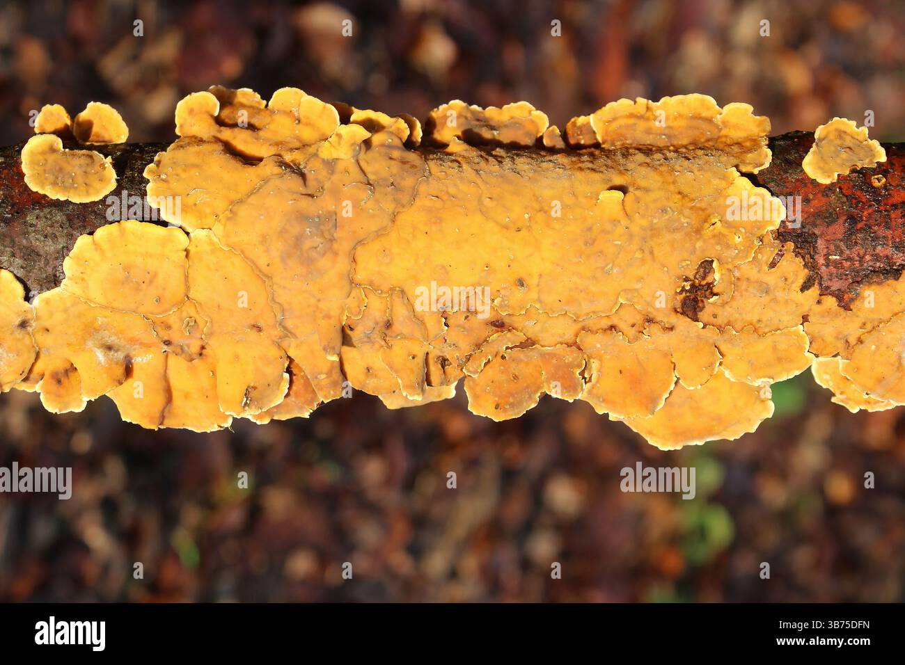 Bleeding Broadleaf Crust (Stereum rugosum Stock Photo - Alamy