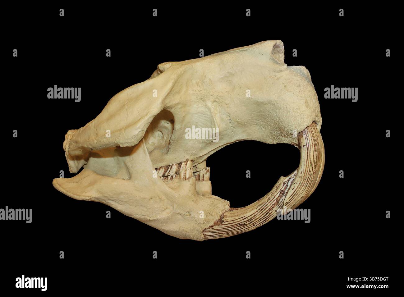 Giant beaver animal hi-res stock photography and images - Alamy