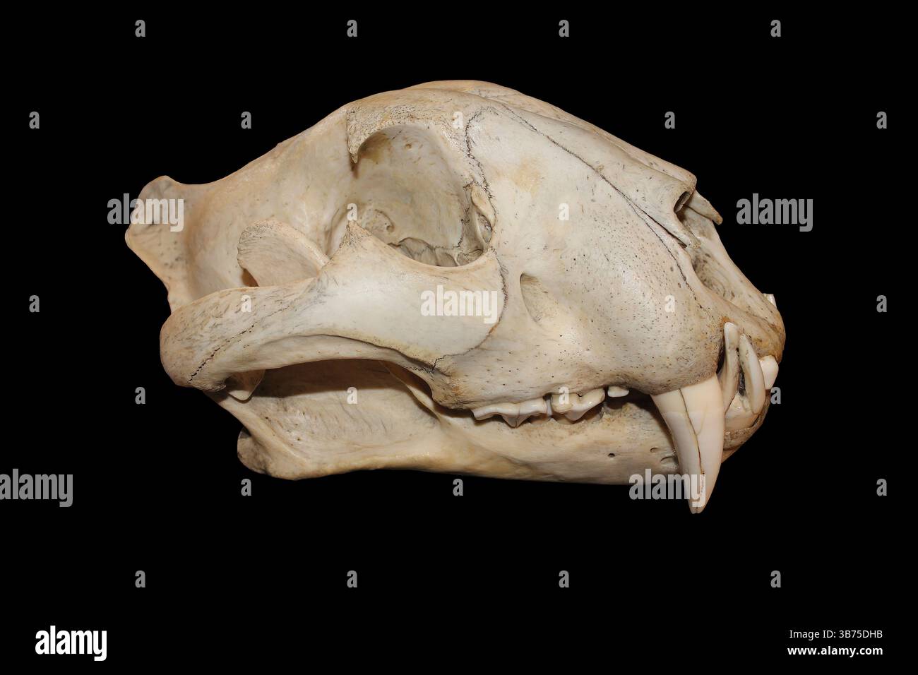 Tiger Panthera tigris Skull Stock Photo - Alamy