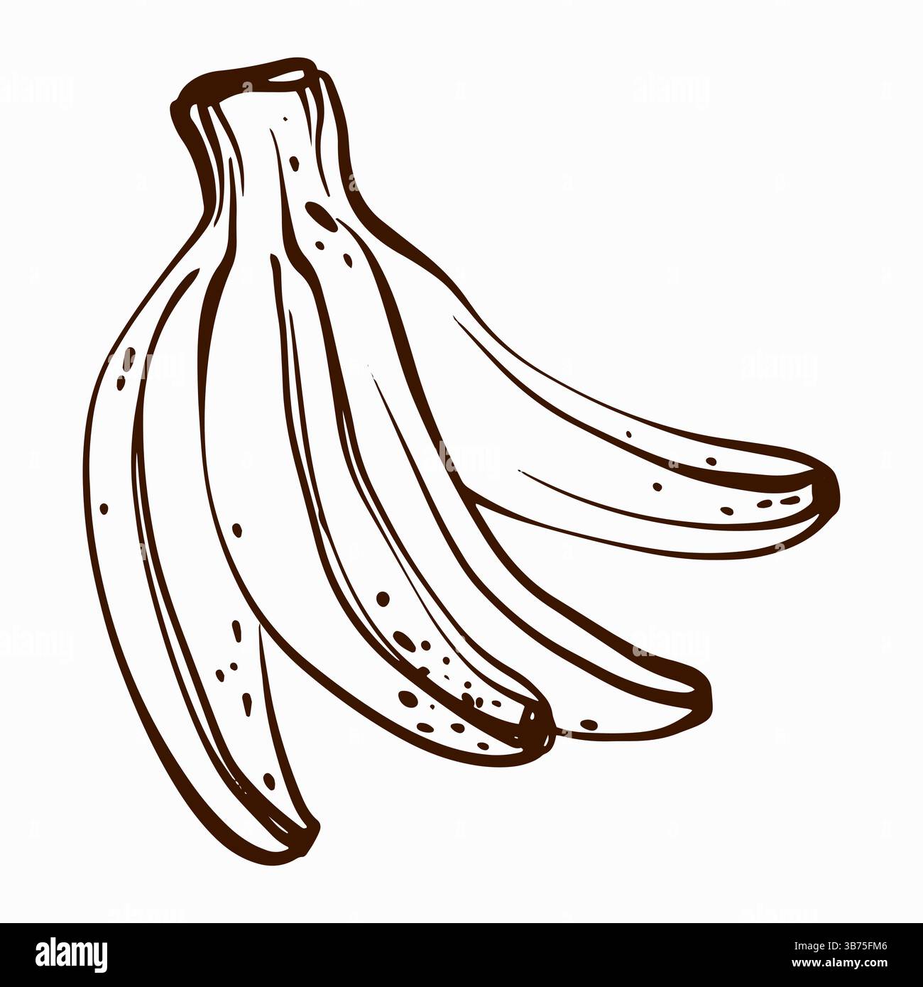 Tropical Banana Vector Illustration Stock Vector Image & Art - Alamy