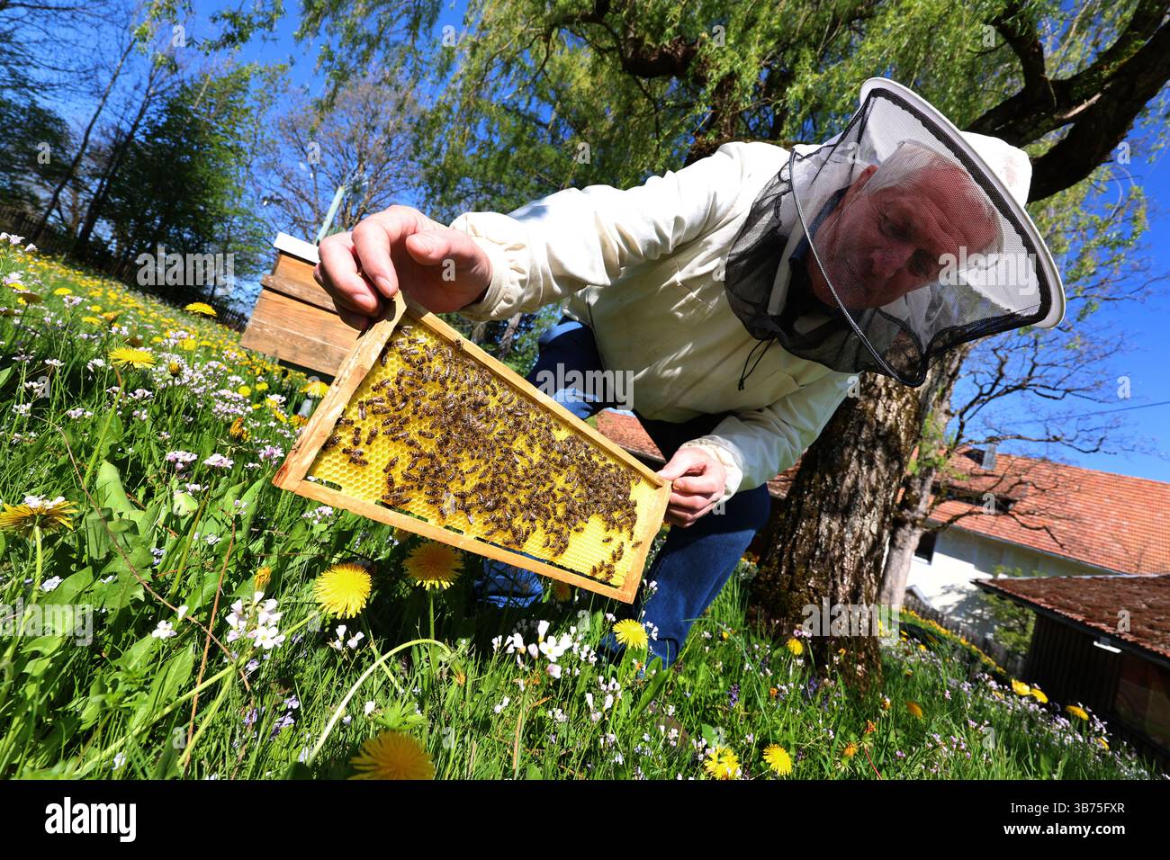 Seeg, Germany. 30th Apr, 2025. Simon Nuschele, beekeeper at the ...