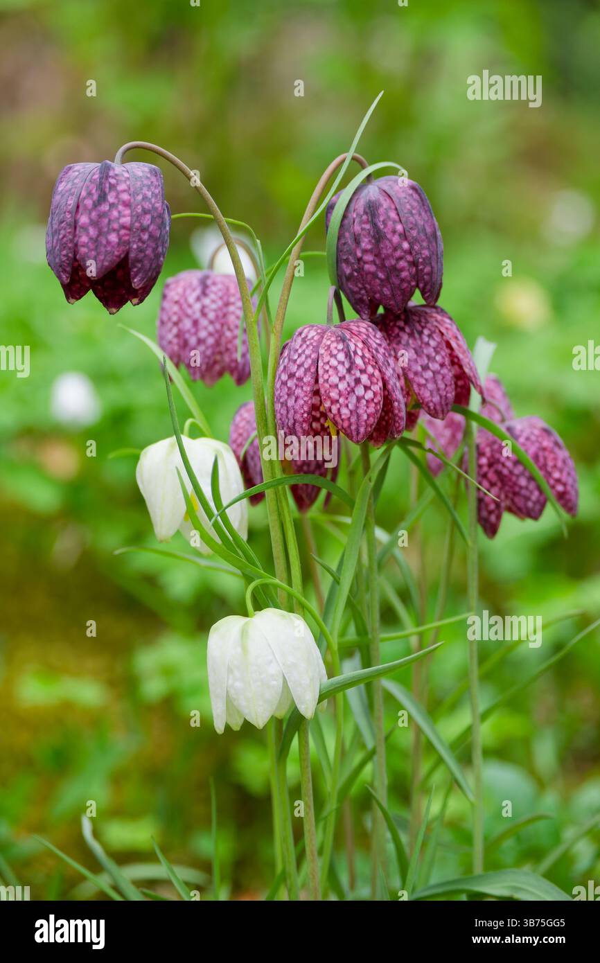 Chess flower with chequered pattern. Purple and white Fritillaria ...