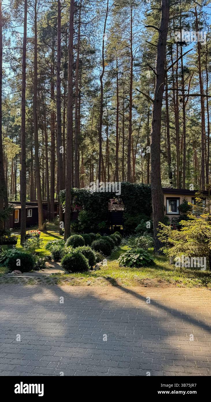 Serene retreat in the heart of the forest with sunlit cabins surrounded ...