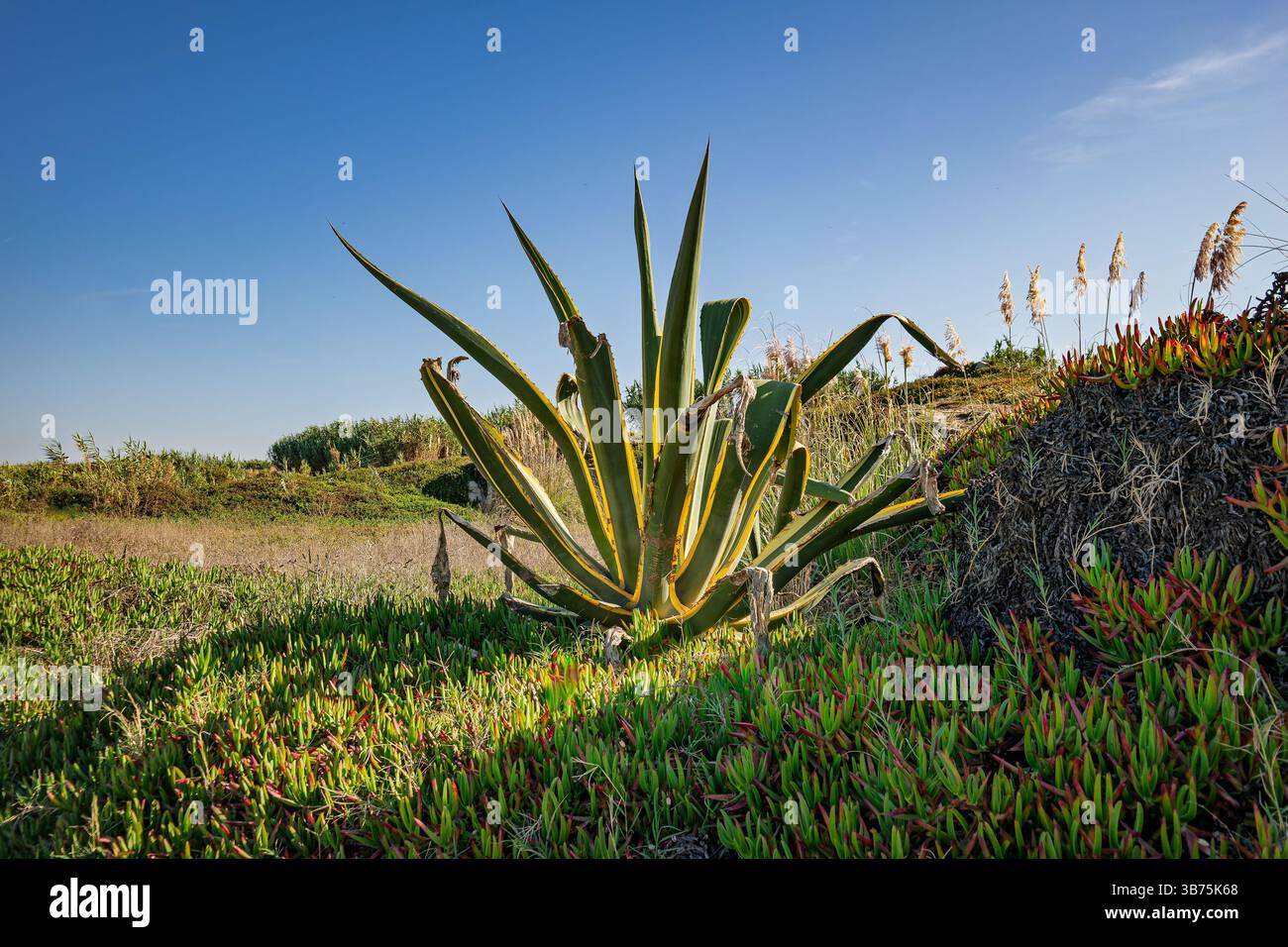 Agave plant on coastal hi-res stock photography and images - Alamy