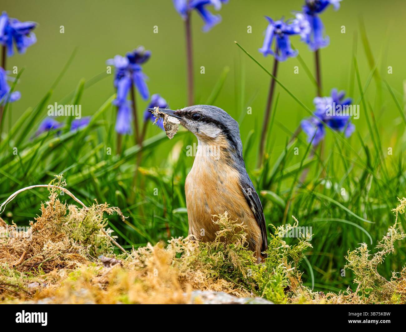 Aberystwyth, Ceredigion, Wales, UK. 05th May 2025. A european nuthatch ...