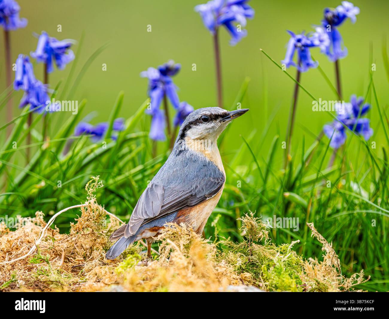 Aberystwyth, Ceredigion, Wales, UK. 05th May, 2025. A european nuthatch ...