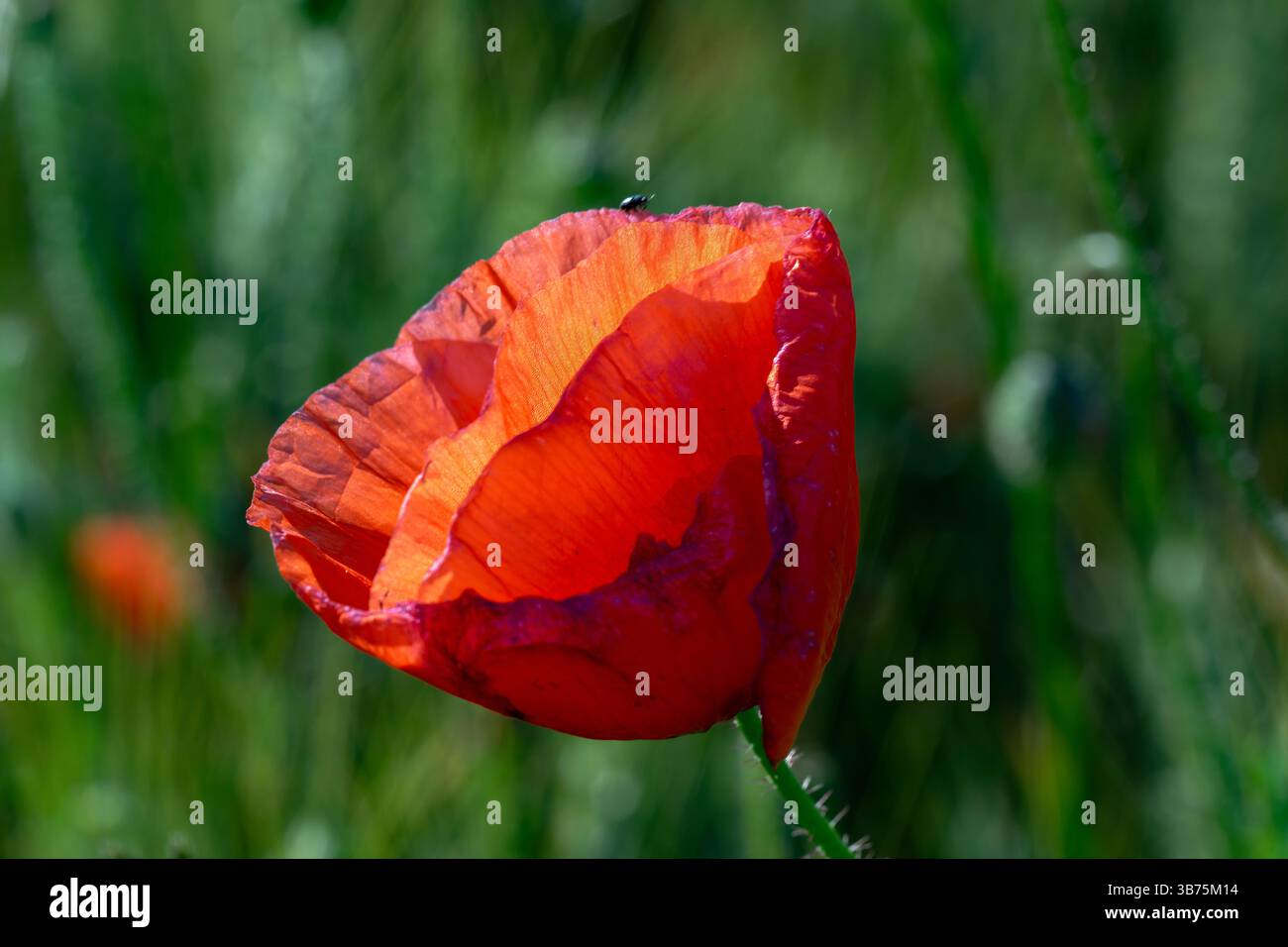 Macro photo of a single red poppy in sunlight with textured petals and ...