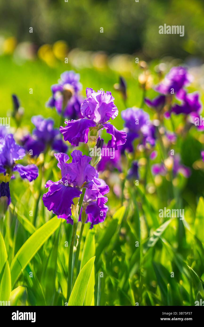 Blue iris flowers in garden on summer sunny day. Iridaceae family. Vivid purple irises blooming ...