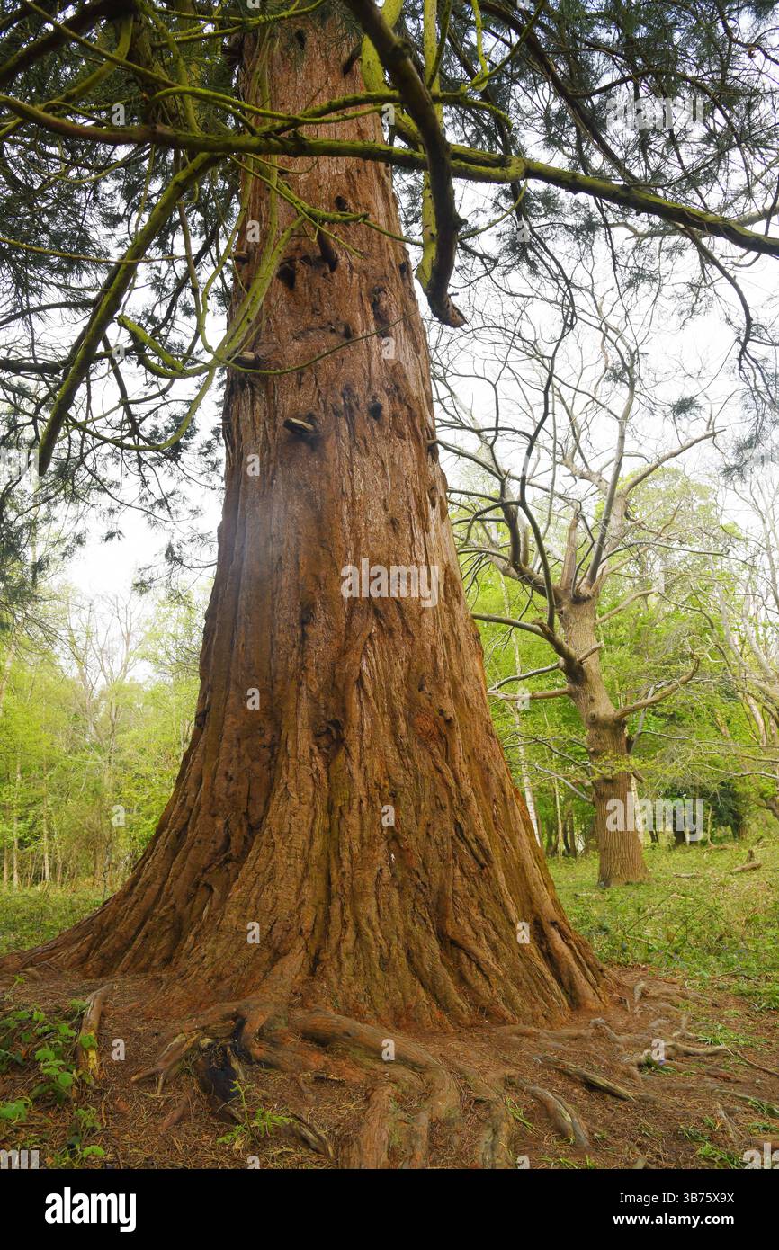 Canadian redwood hi-res stock photography and images - Alamy