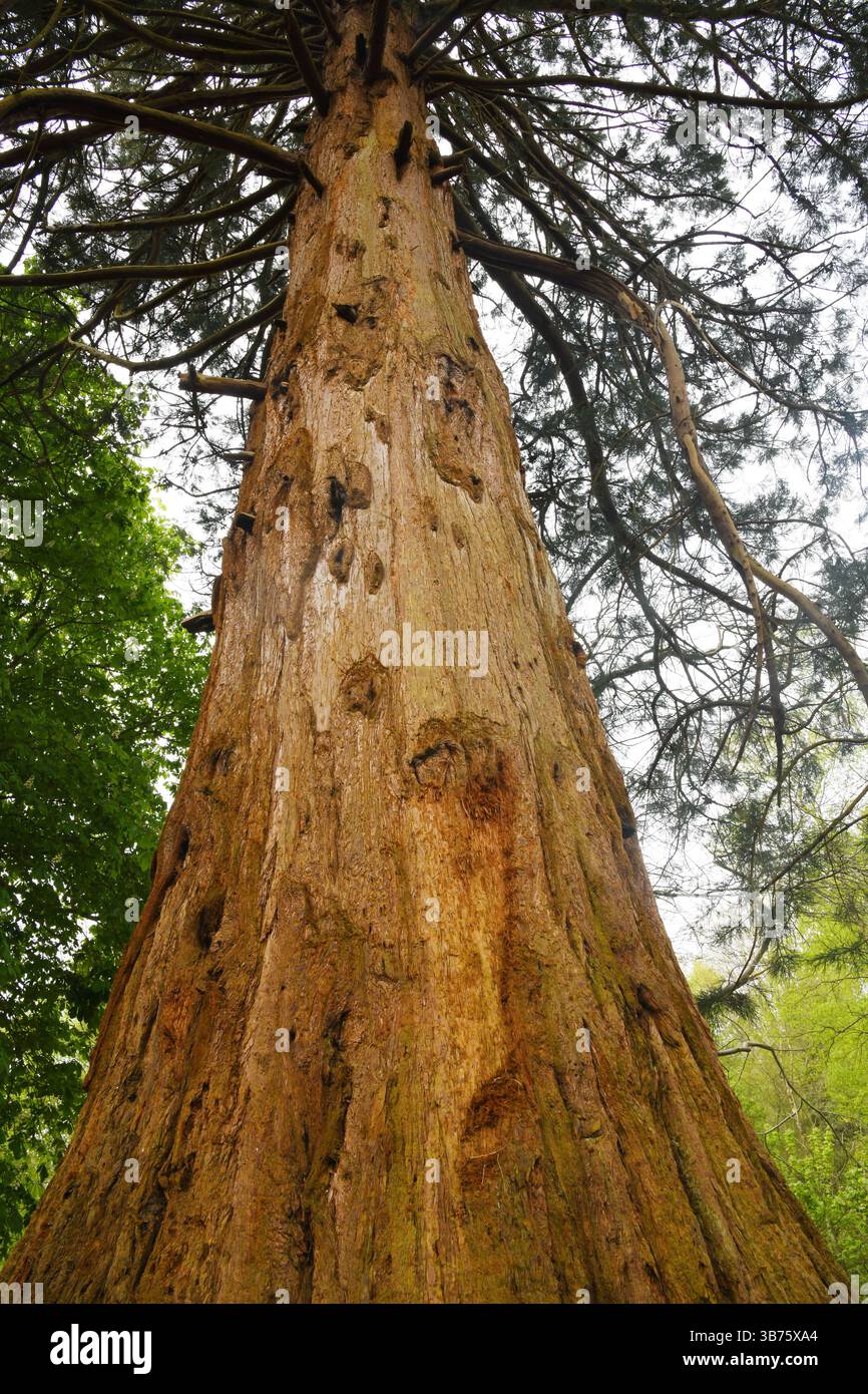 Mature redwood forest in hi-res stock photography and images - Alamy