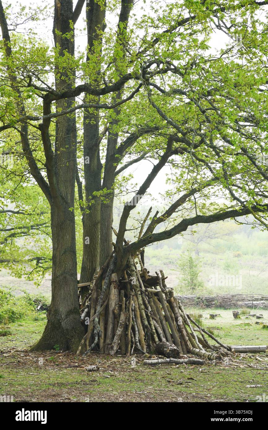 Forest school activities hi-res stock photography and images - Alamy