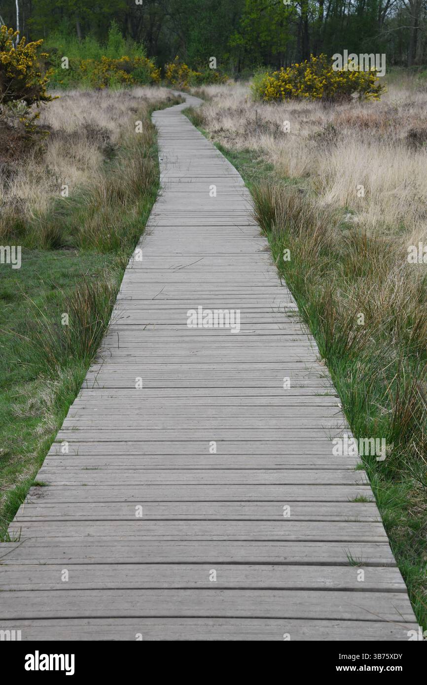 Wooden path over bog area Stock Photo - Alamy