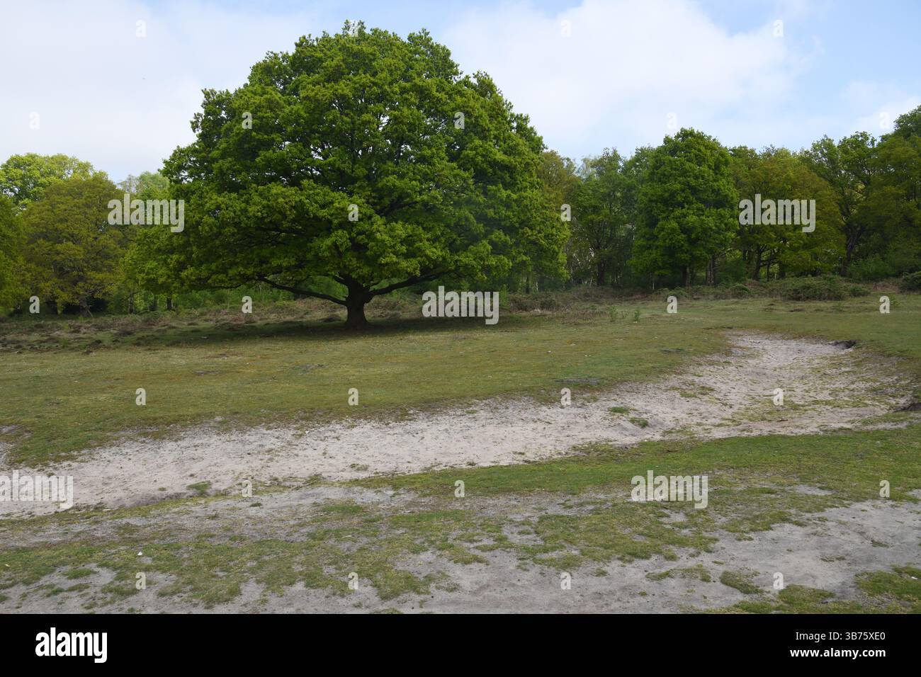 Oak tree by a sand pit Stock Photo - Alamy
