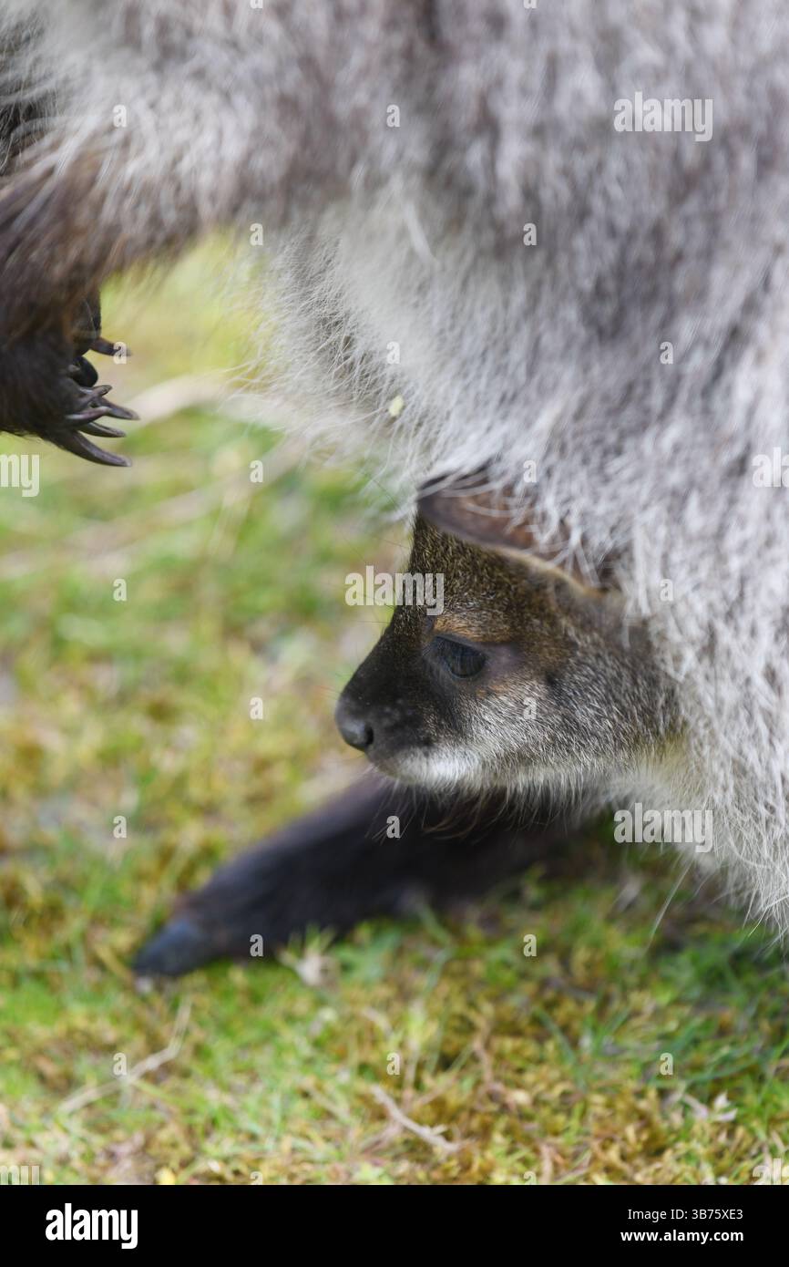 Kangaroo care infant hi-res stock photography and images - Alamy