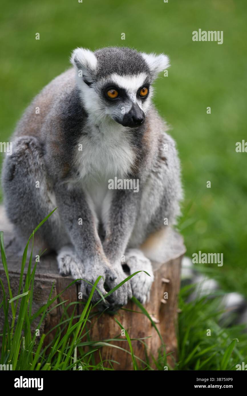 Outdoor lemur enclosure hi-res stock photography and images - Alamy