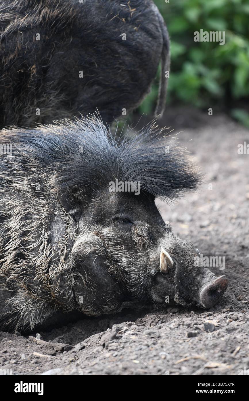 Common wild pig zoo hi-res stock photography and images - Alamy